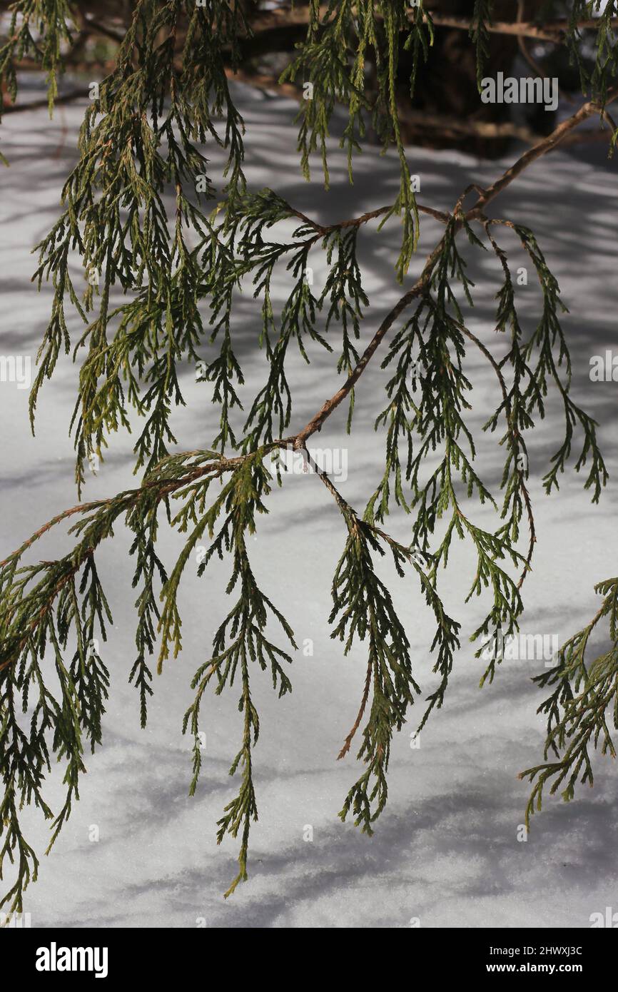 An elegant green conifer bush growing above a layer of snow Stock Photo ...