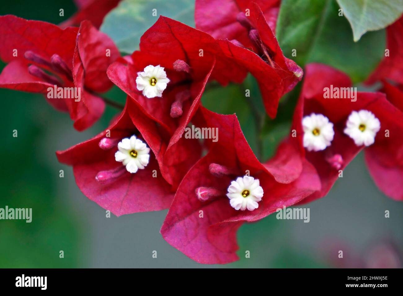 Red bougainvillea flowers (Bougainvillea glabra), Tiradentes, Brazil ...