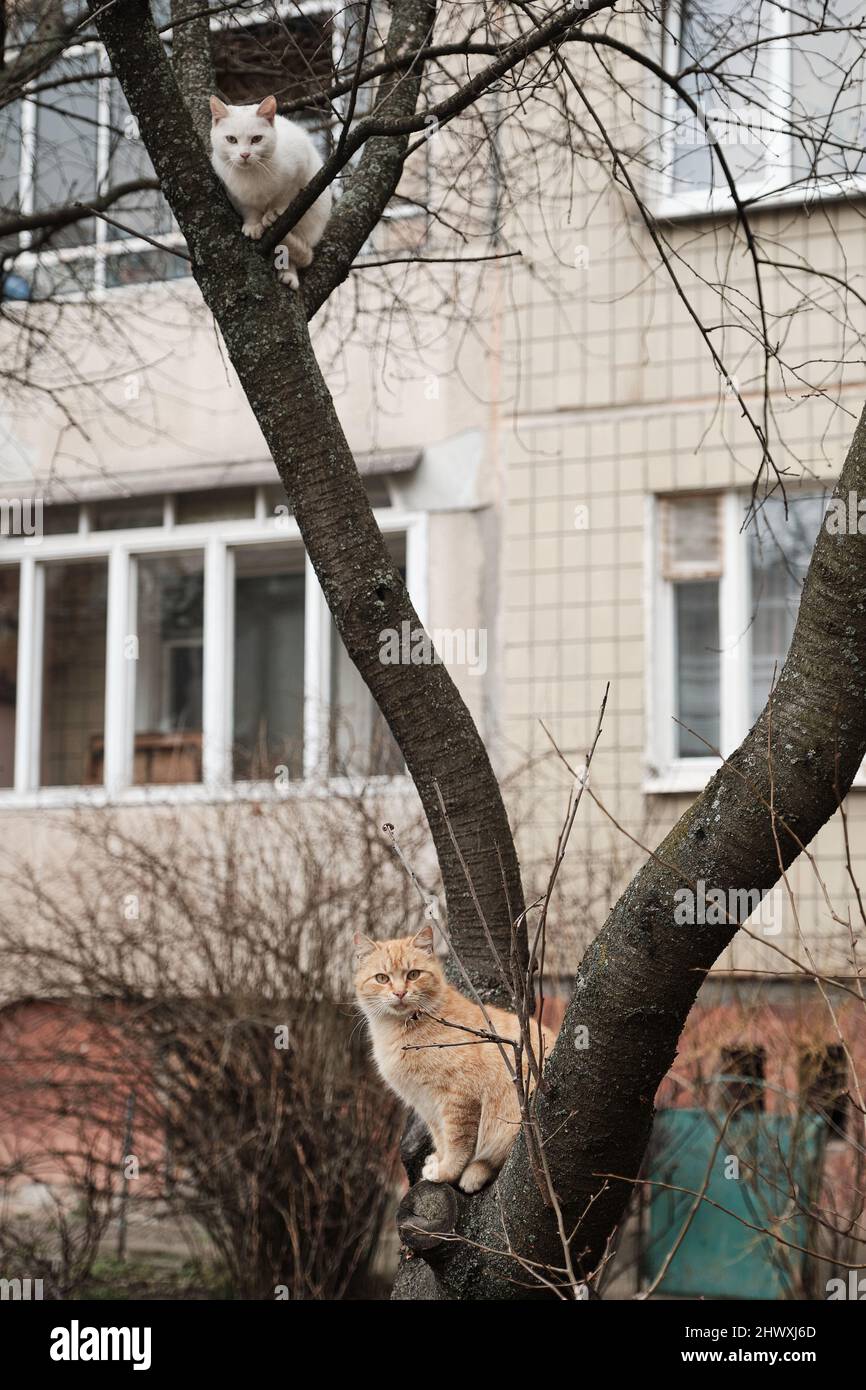 Two cute cats sit on a tree Stock Photo - Alamy