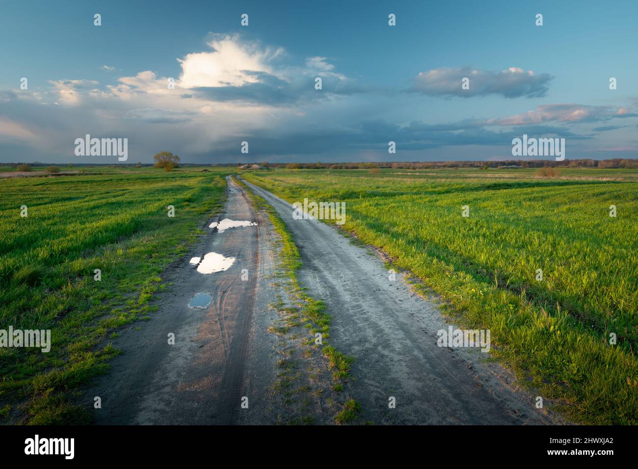 Dirt road with puddles between green fields Stock Photo - Alamy