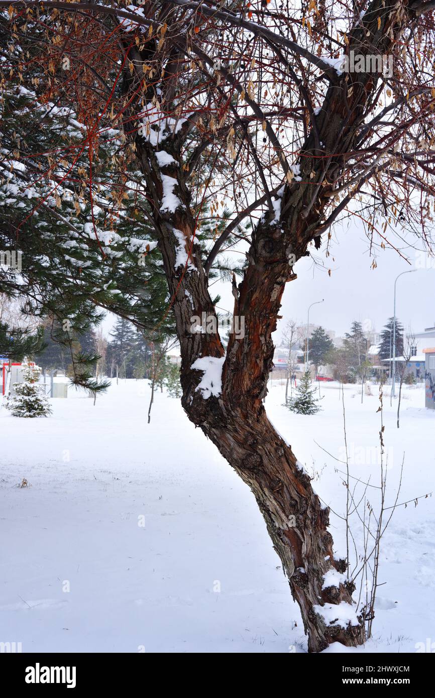 Trees at snowy urban landscape Stock Photo - Alamy
