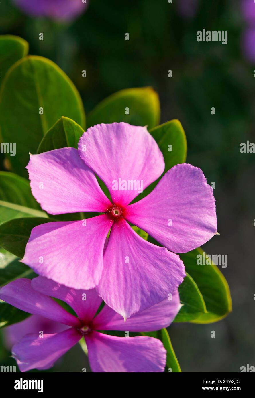 Rose periwinkle or Rosy periwinkle (Catharanthus roseus Stock Photo - Alamy