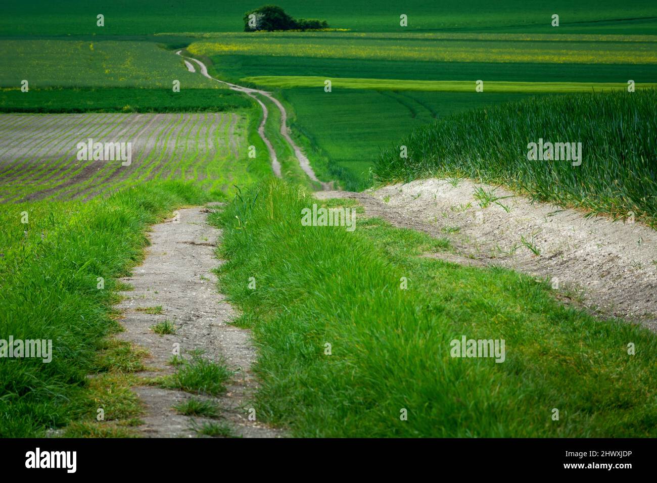 Long rural road and green farmland, Staw, Poland Stock Photo - Alamy