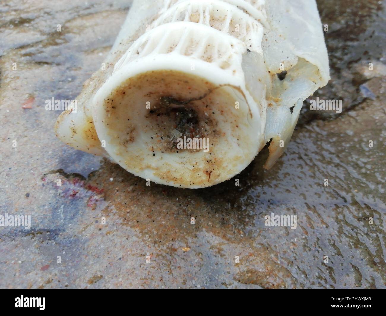 Basking sharks hi-res stock photography and images - Alamy