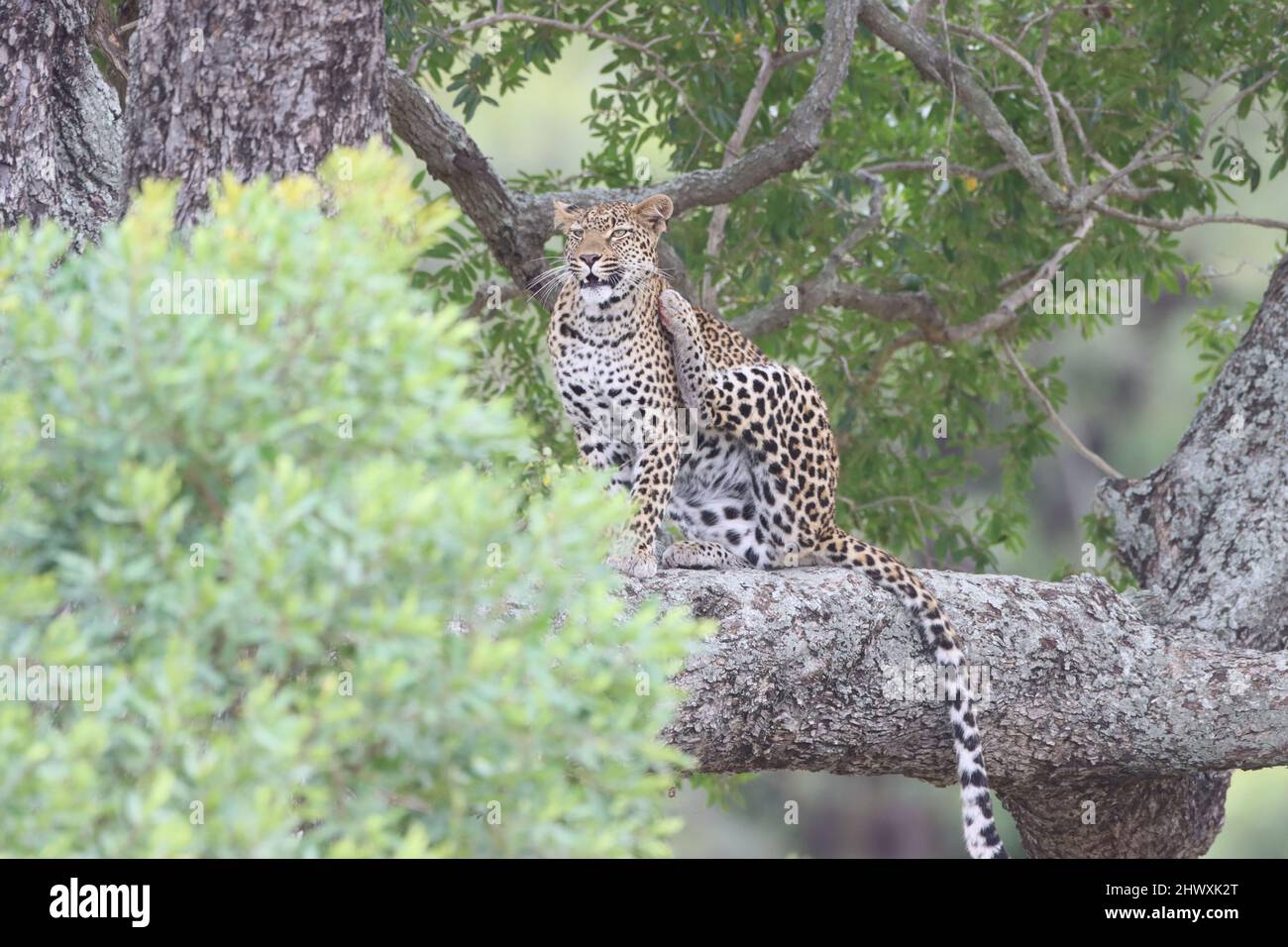 leopard in tree Stock Photo - Alamy