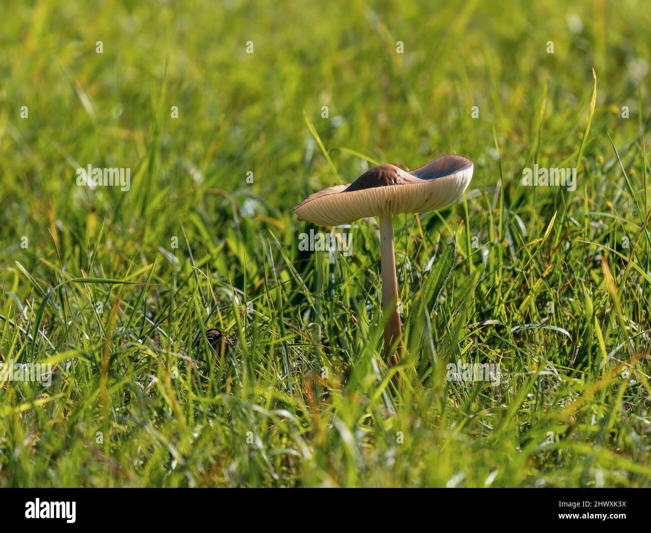 Rooting Shank Fungi in Meadow Stock Photo - Alamy