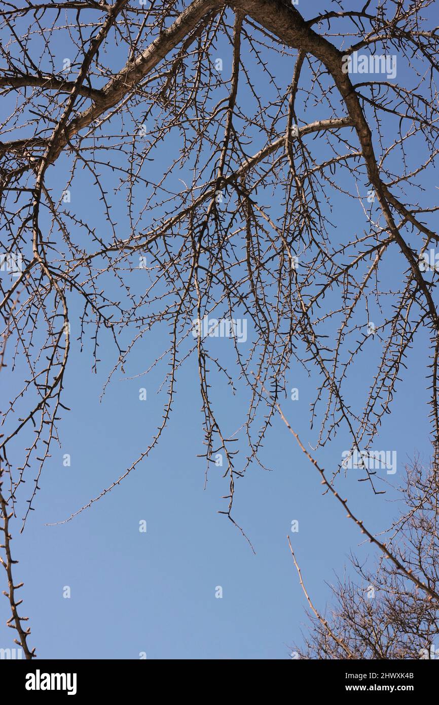 Winter barren ginkgo tree branches standing against a clear blue sky ...
