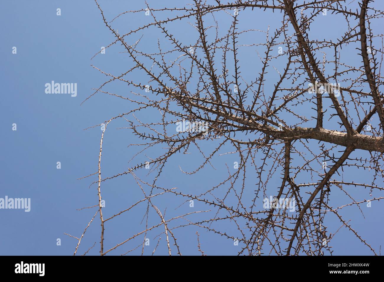 Winter barren ginkgo tree branches standing against a clear blue sky ...