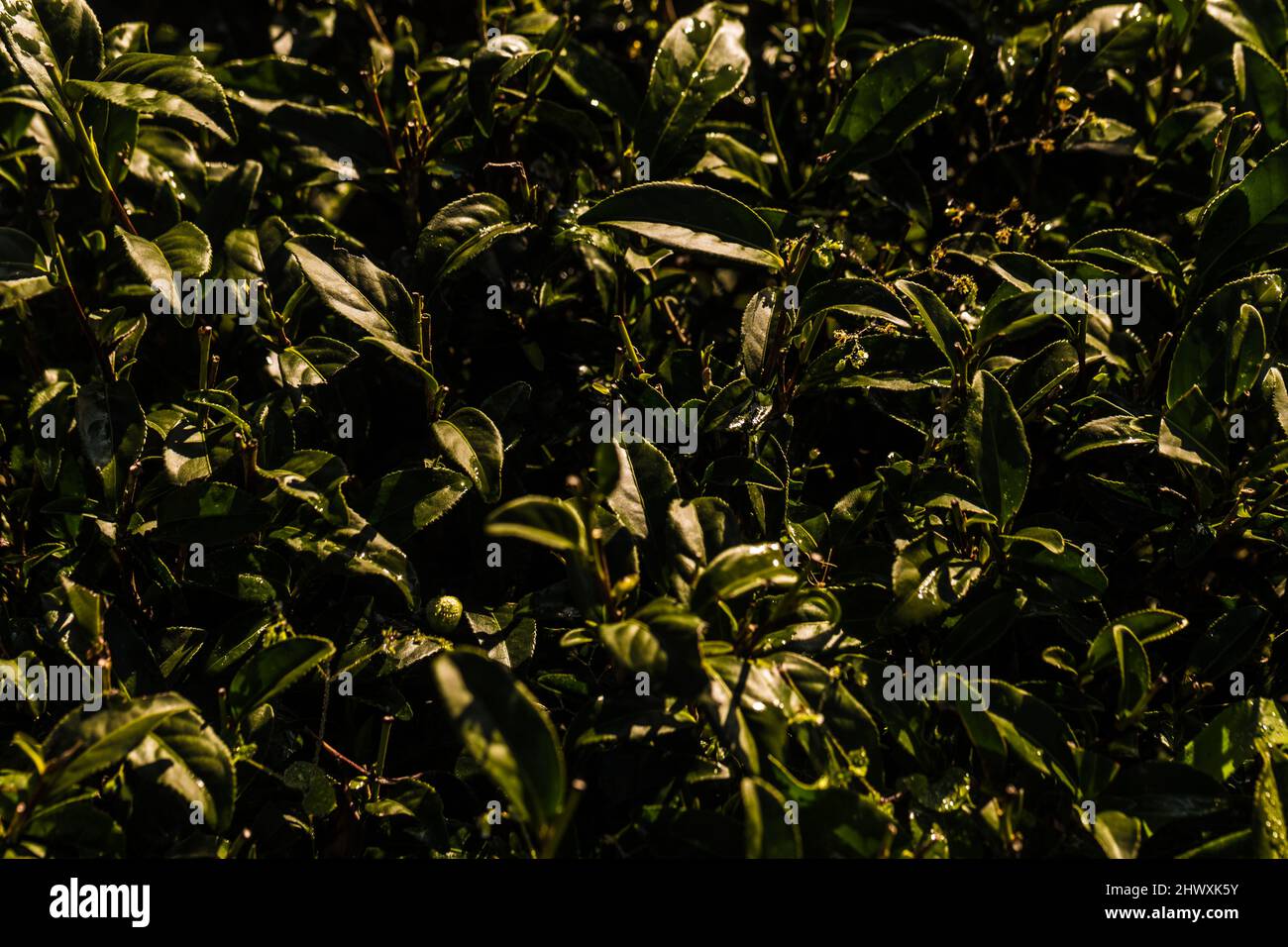Green tea leaves on mountain sun light morning, Tea plantation field ...
