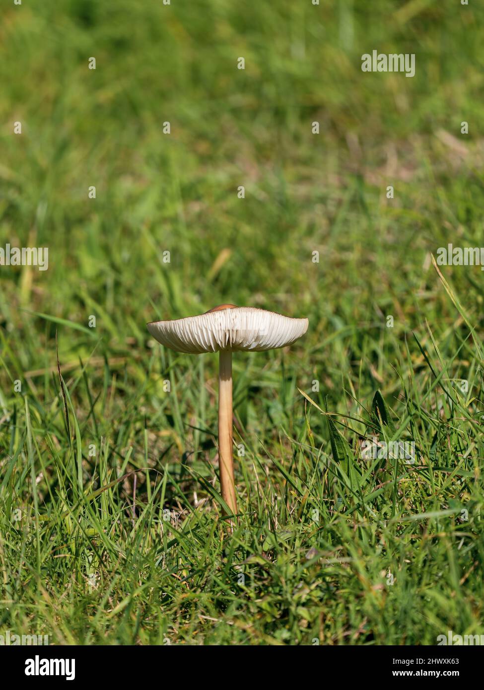 Rooting Shank Fungi in Meadow Stock Photo - Alamy