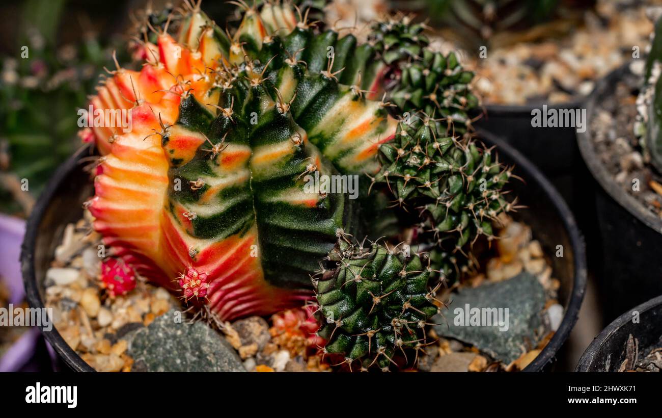 Variegated Gymnocalycium mihanovichi with many pups. Beautiful ...