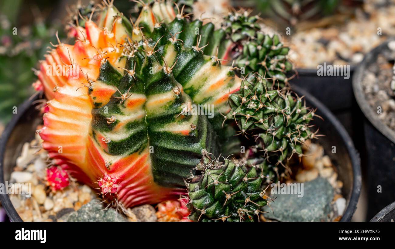 Variegated Gymnocalycium mihanovichi with many pups. Beautiful ...