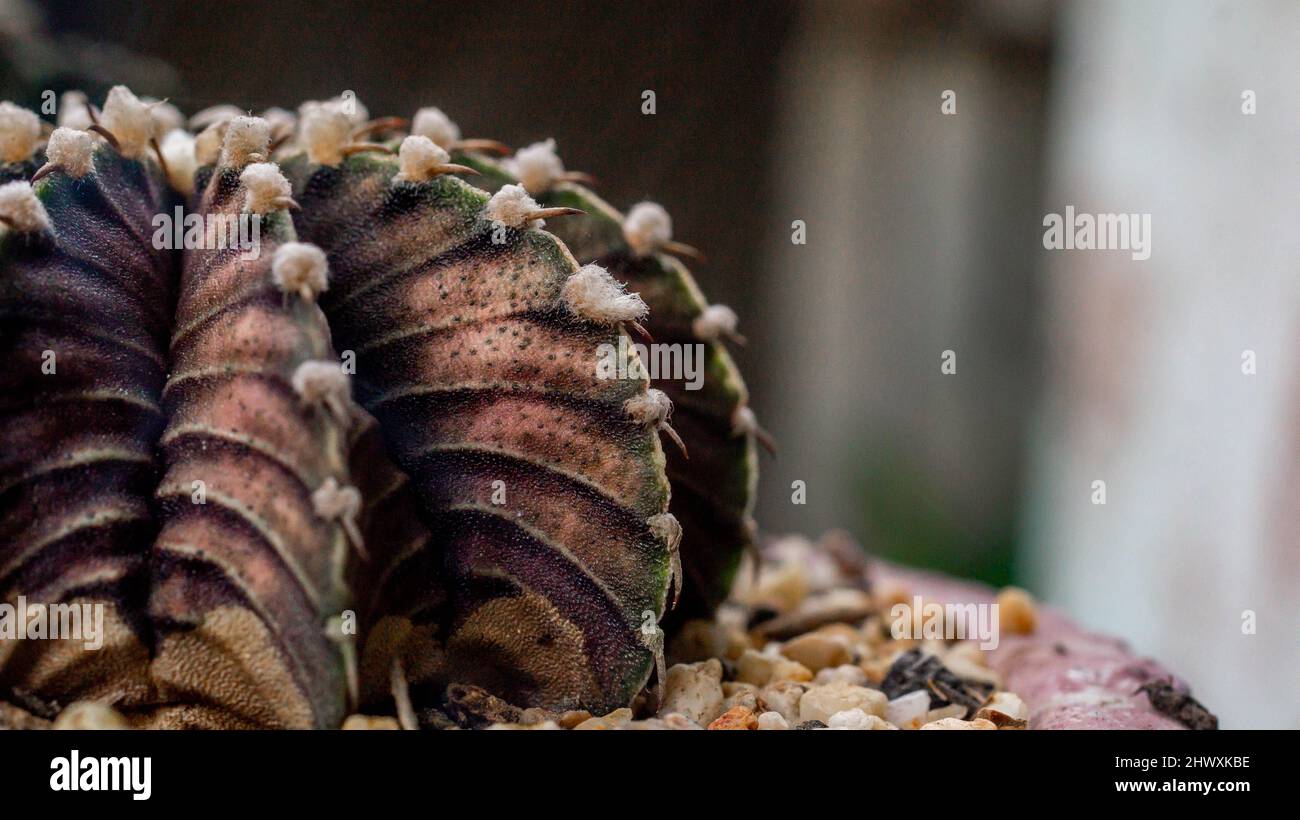 Gymnocalycium friedrichii cactus with rusty color. Closeup of ...