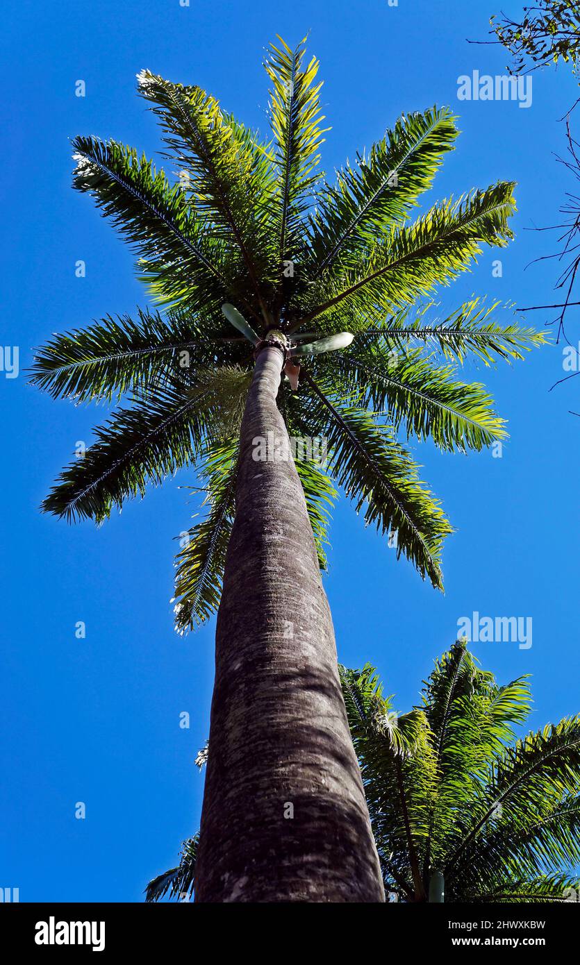 Royal palm tree hi-res stock photography and images - Alamy