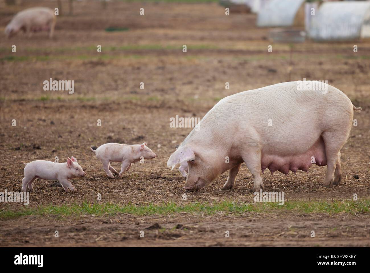 Female Pig With Baby Piglets Outdoors On Livestock Farm Stock Photo - Alamy