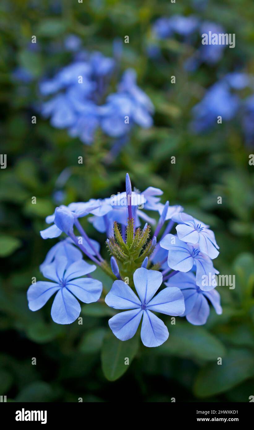 Cape leadwort flowers in the garden (Plumbago auriculata Stock Photo ...