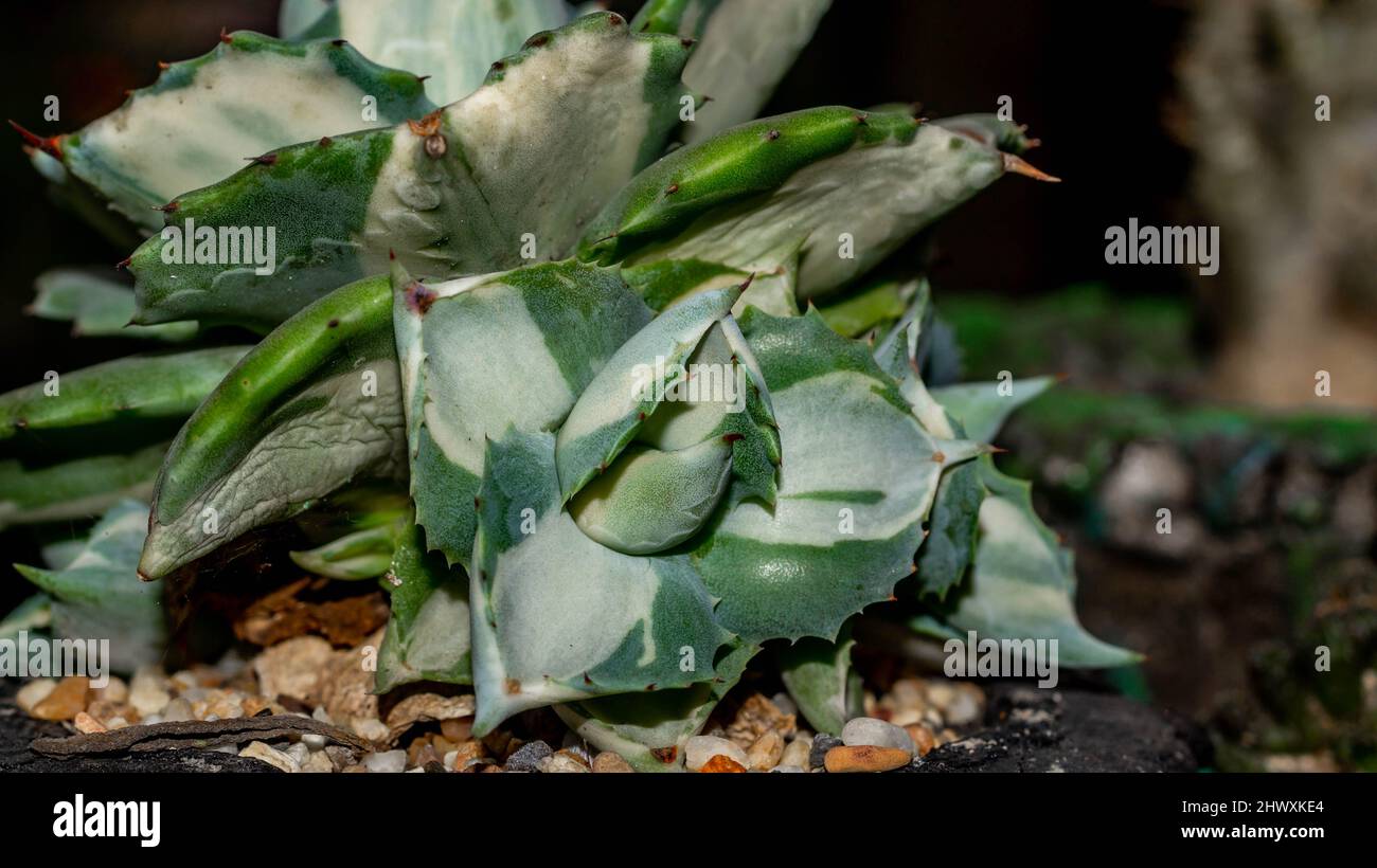 Agave Ohiraijin mediopicta alba oe dwarf butterfly agave. Beautiful ...