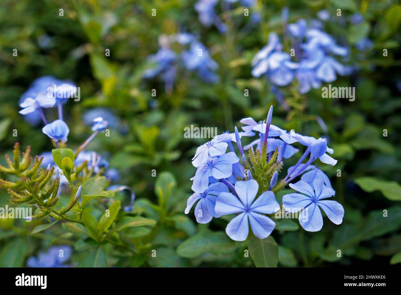 Cape leadwort flowers in the garden (Plumbago auriculata Stock Photo ...