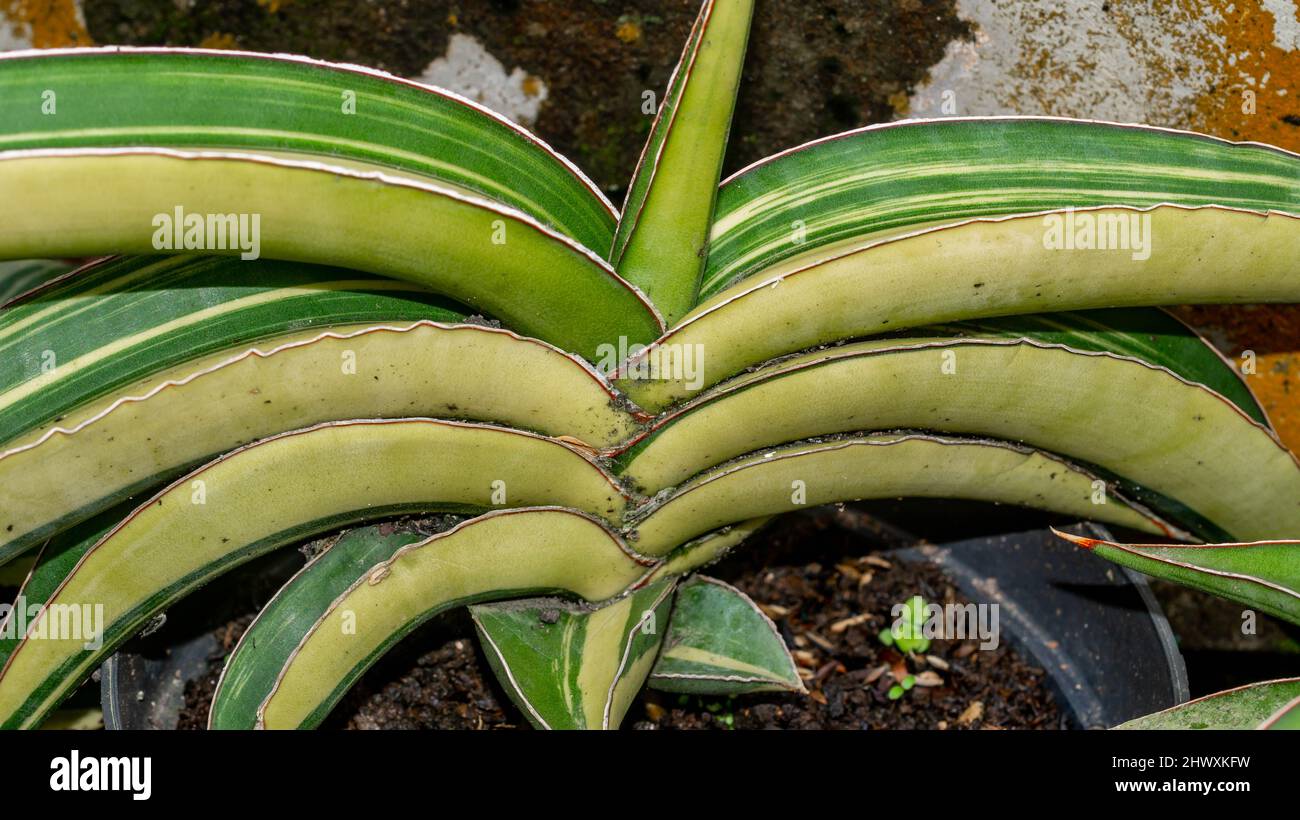 Stem of variegated hard-leaved sansevieria in detail. Exotic desert ...