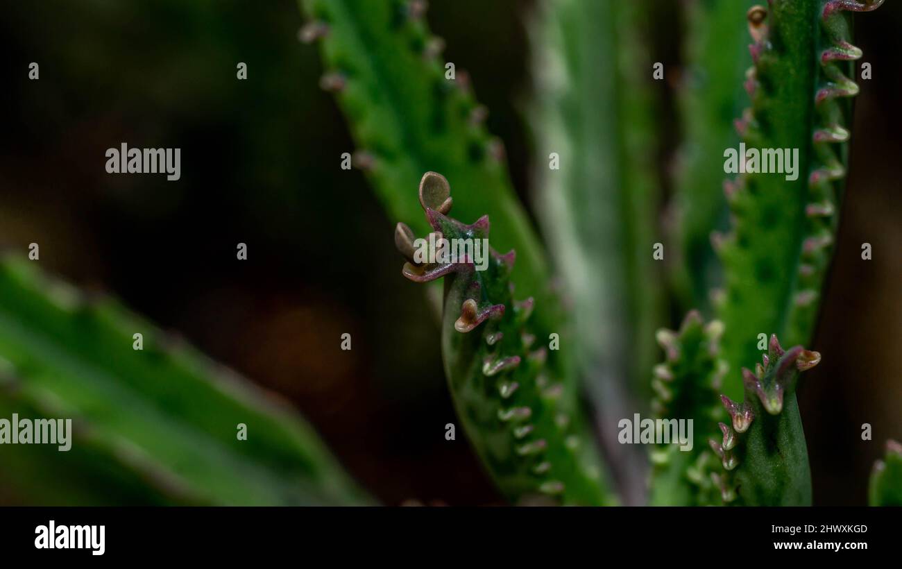 Adventitious bud hi-res stock photography and images - Alamy