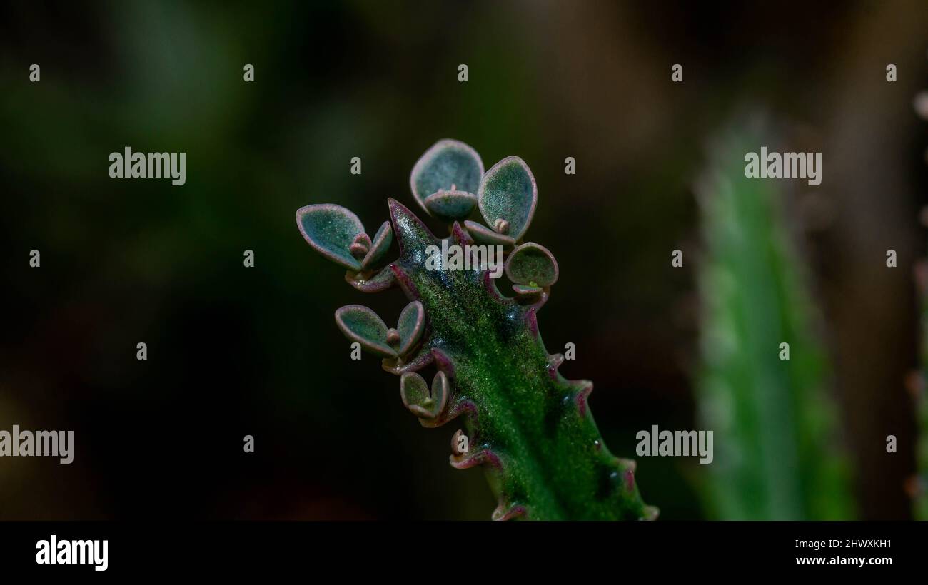Adventitious bud hi-res stock photography and images - Alamy