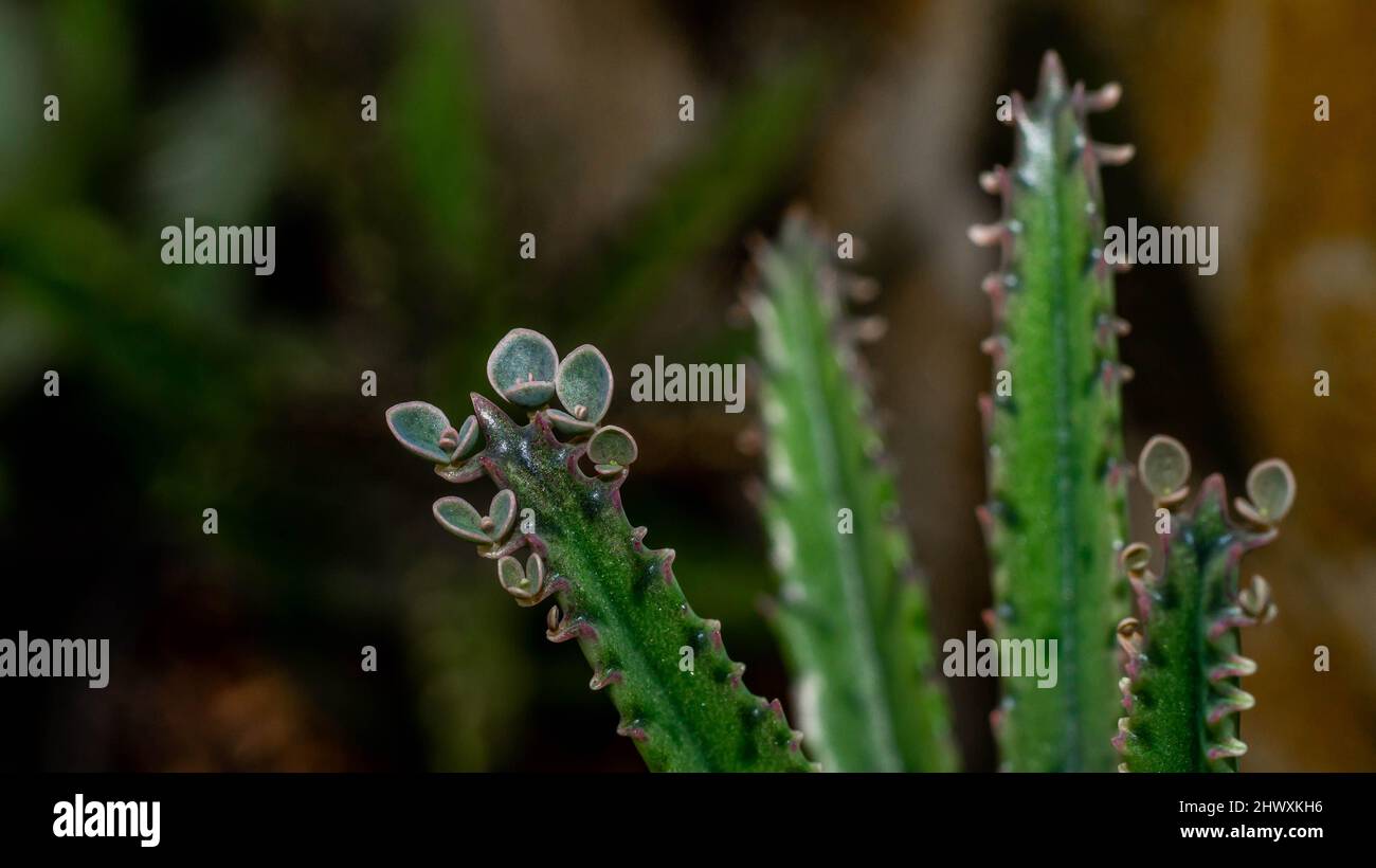 Adventitious bud hi-res stock photography and images - Alamy