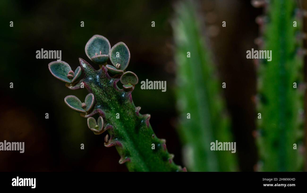 Adventitious bud hi-res stock photography and images - Alamy