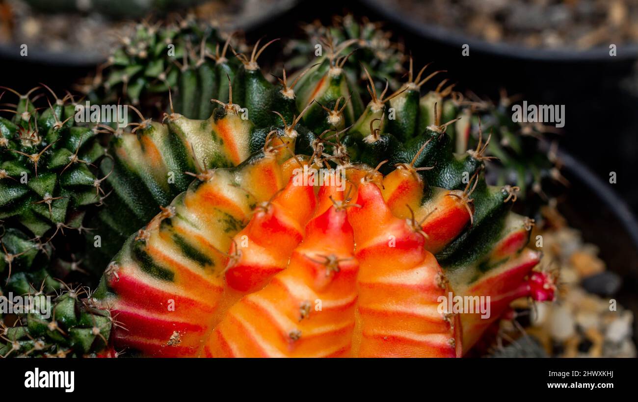 Variegated Gymnocalycium mihanovichi with many pups. Beautiful ...