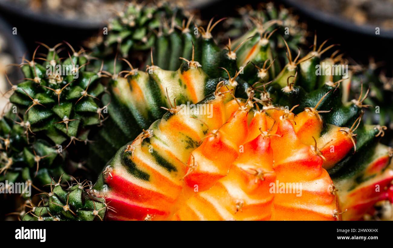 Variegated Gymnocalycium mihanovichi with many pups. Beautiful ...