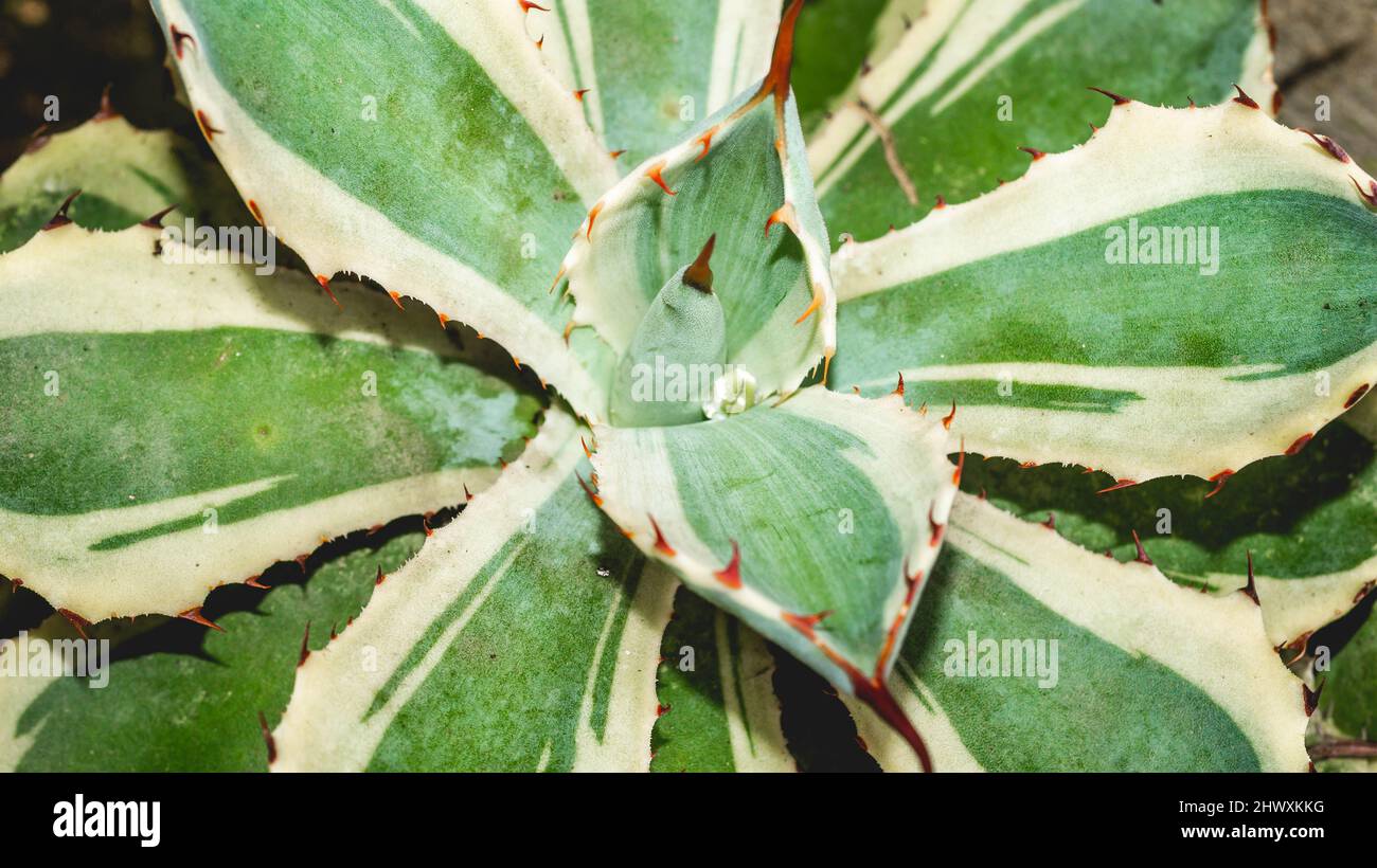 Agave potatorum kishokan with serrated edge. Beautiful desert plant ...