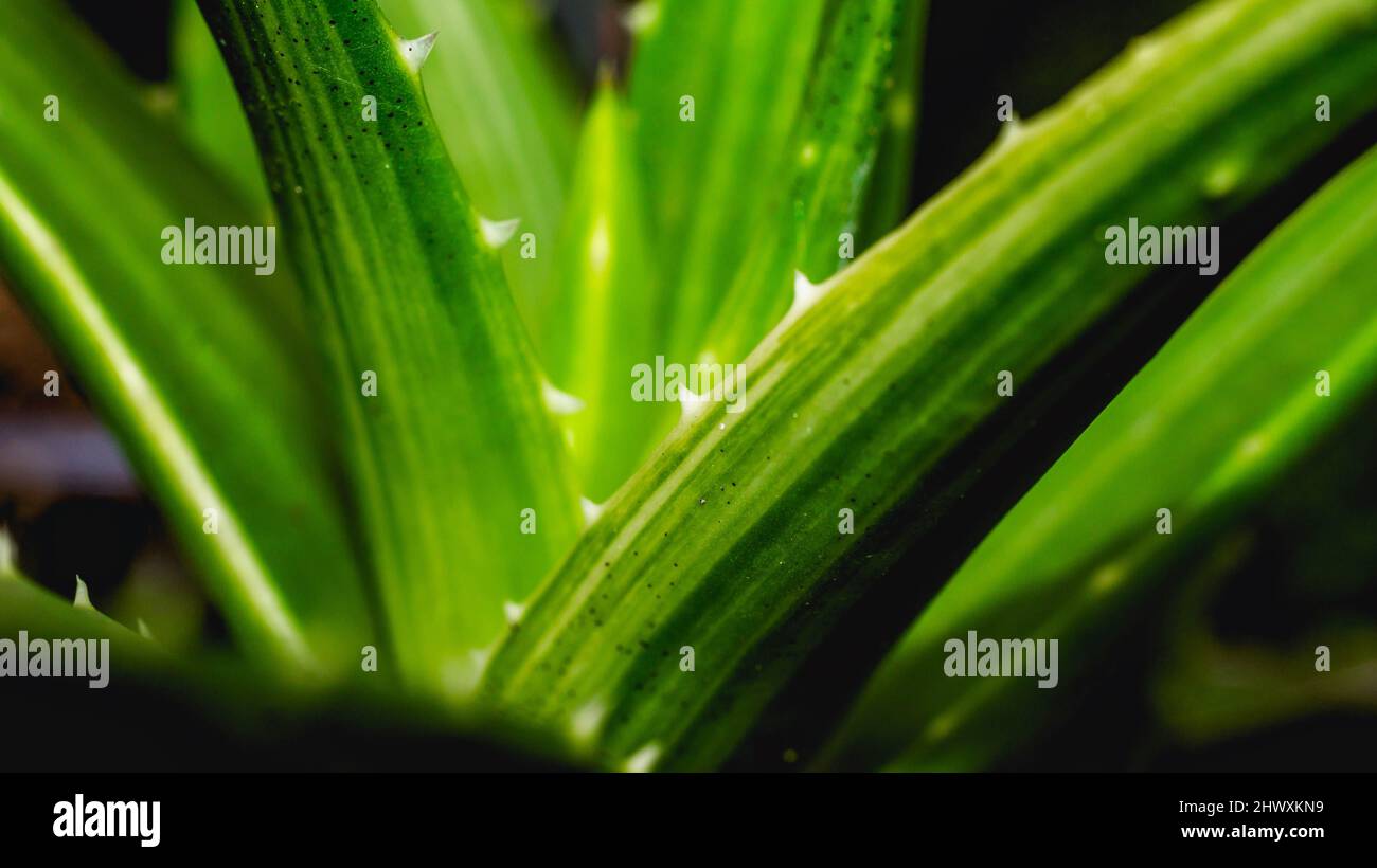 Variegated Aloe Brevifolia in detail. Exotic desert plant Stock Photo ...