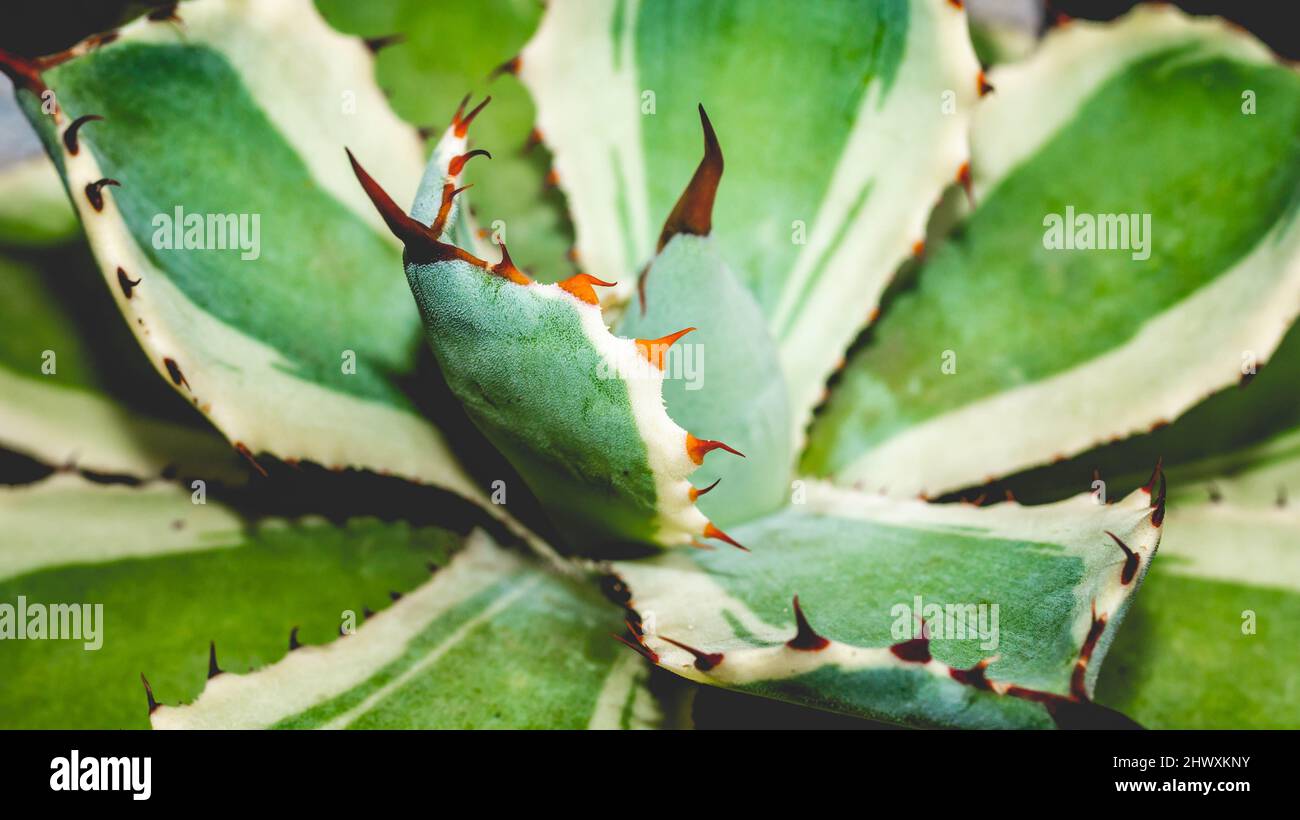 Agave potatorum kishokan with serrated edge. Beautiful desert plant ...