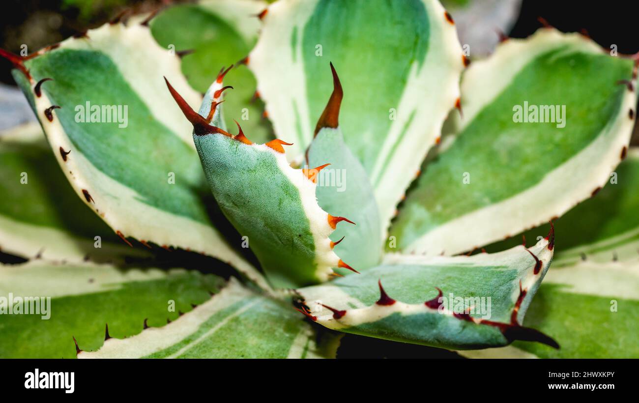 Agave potatorum kishokan with serrated edge. Beautiful desert plant ...