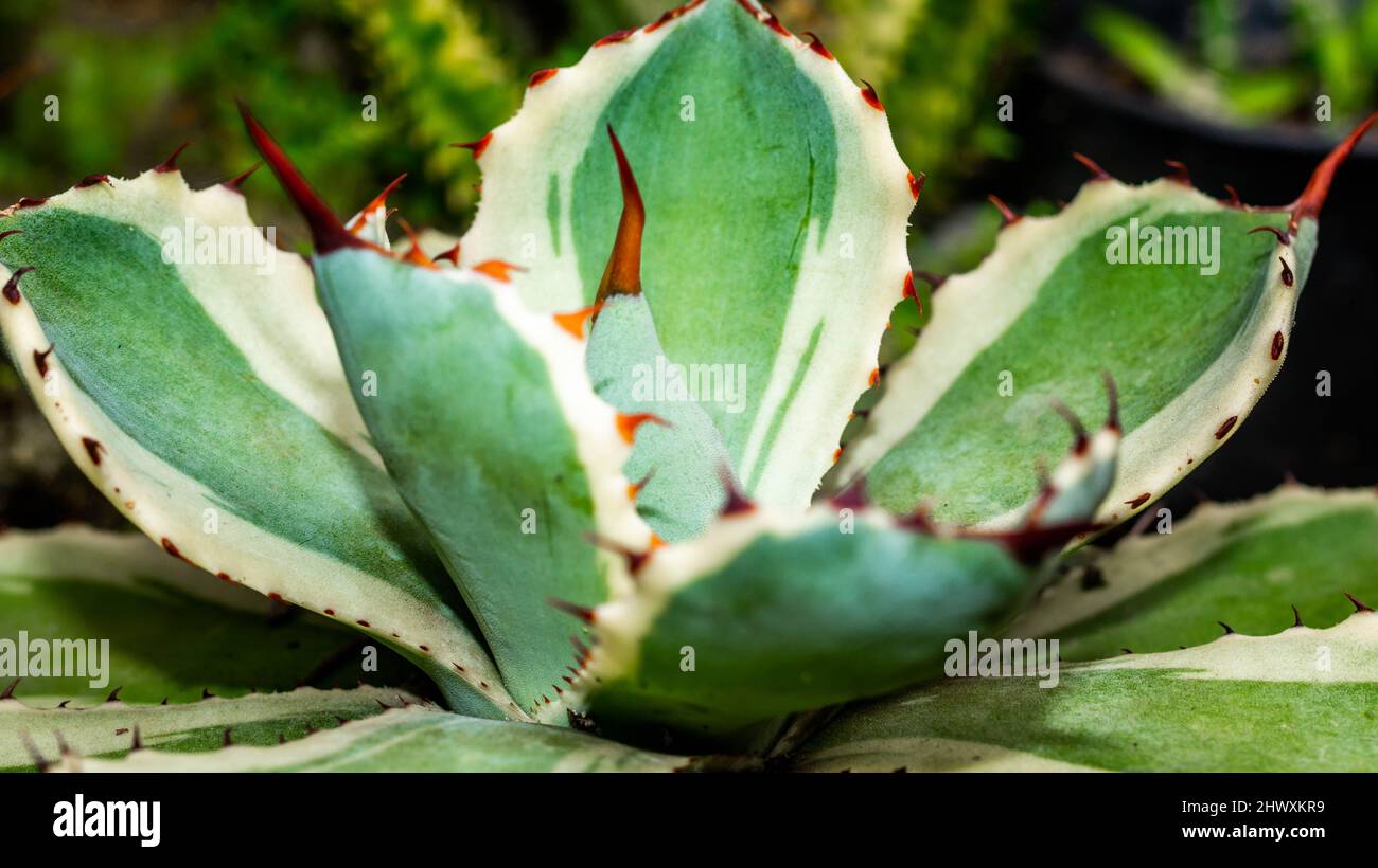 Agave potatorum kishokan with serrated edge. Beautiful desert plant ...