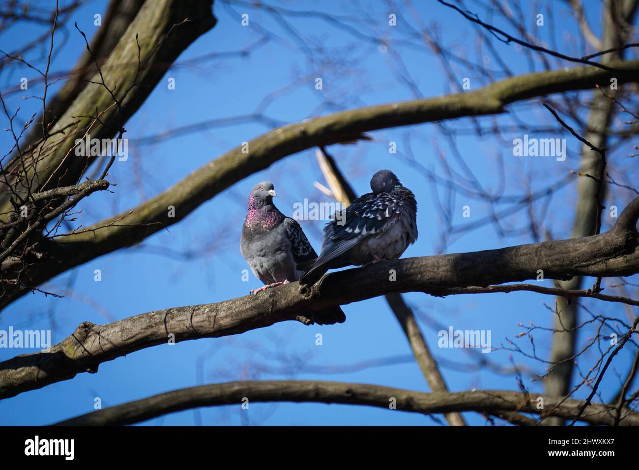 Two pigeons sitting on a tree, sky in background Stock Photo - Alamy