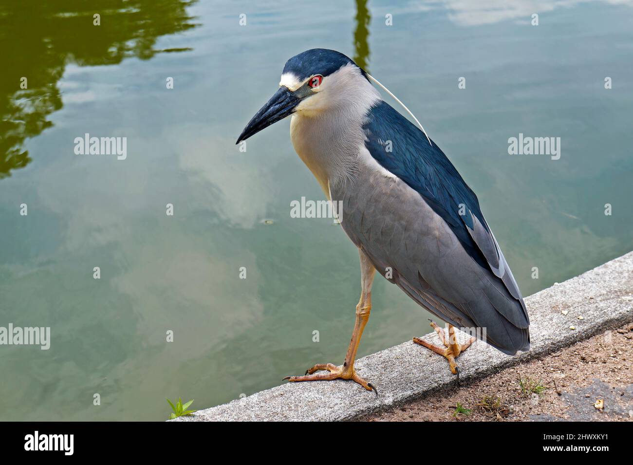 Black-crowned night heron (Nycticorax nycticorax Stock Photo - Alamy
