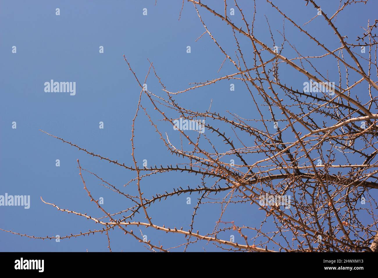 Winter barren ginkgo tree branches standing against a clear blue sky ...