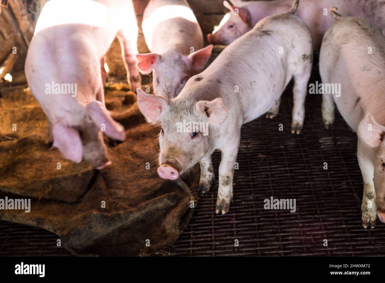 Dirty pig livestock rural farm agricultural industry Stock Photo - Alamy