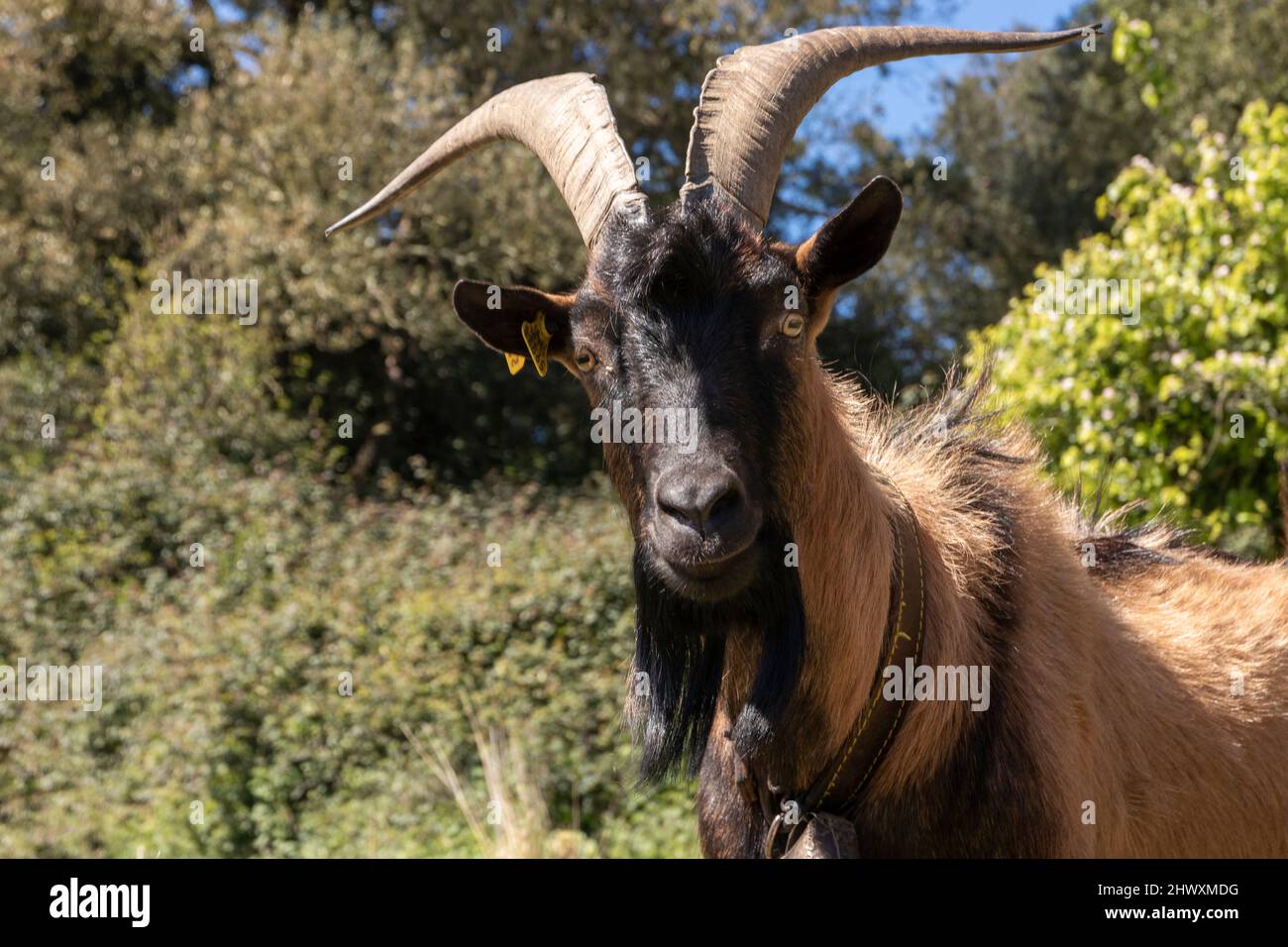 male goat looking challenged at the camera Stock Photo - Alamy