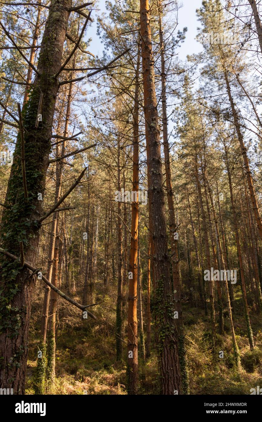 pine forest in the basque country Stock Photo - Alamy