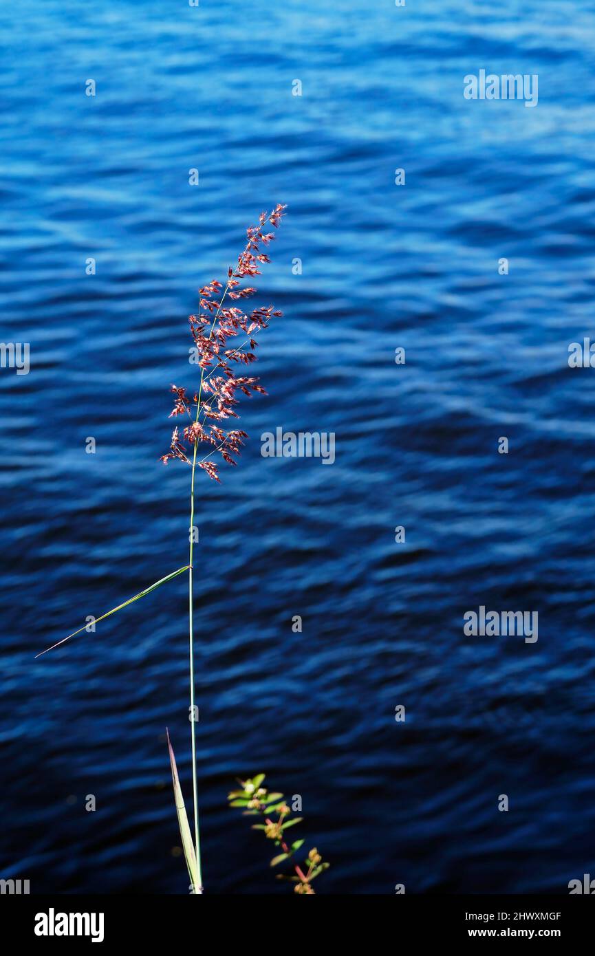 Red grass flowers (Rhynchelytrum repens) and blue water Stock Photo - Alamy