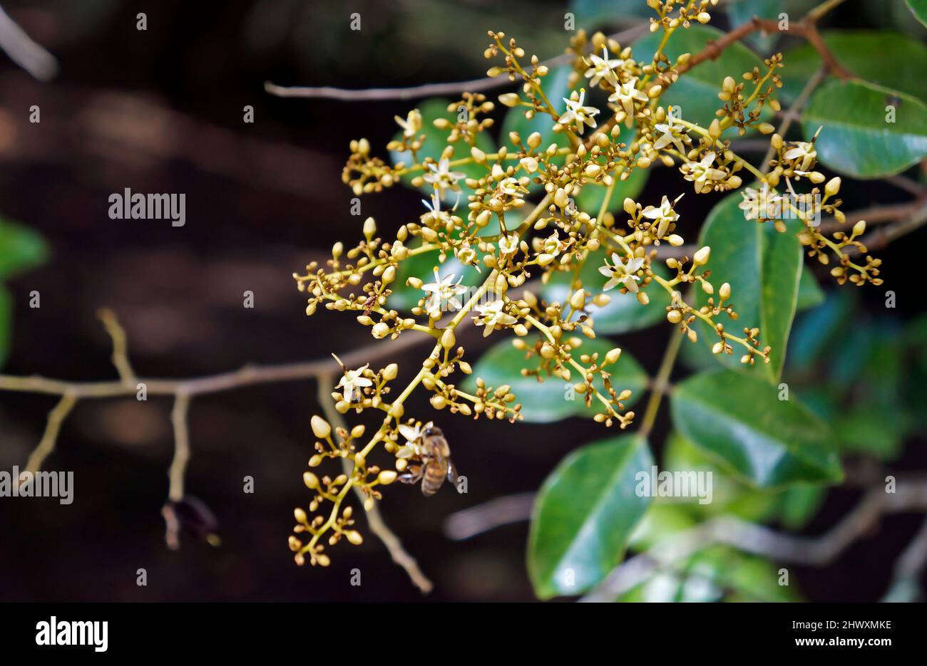 Velvet tamarind flowers (Dialium guineense Stock Photo - Alamy
