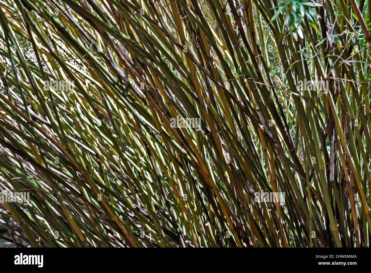 Bamboo forest (detail) in Rio, Brazil Stock Photo - Alamy