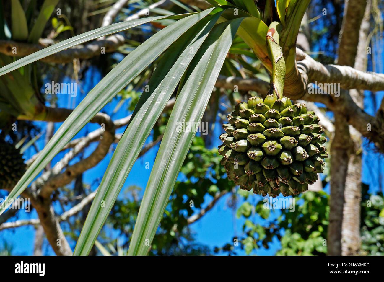 Common screwpine fruit hi-res stock photography and images - Alamy