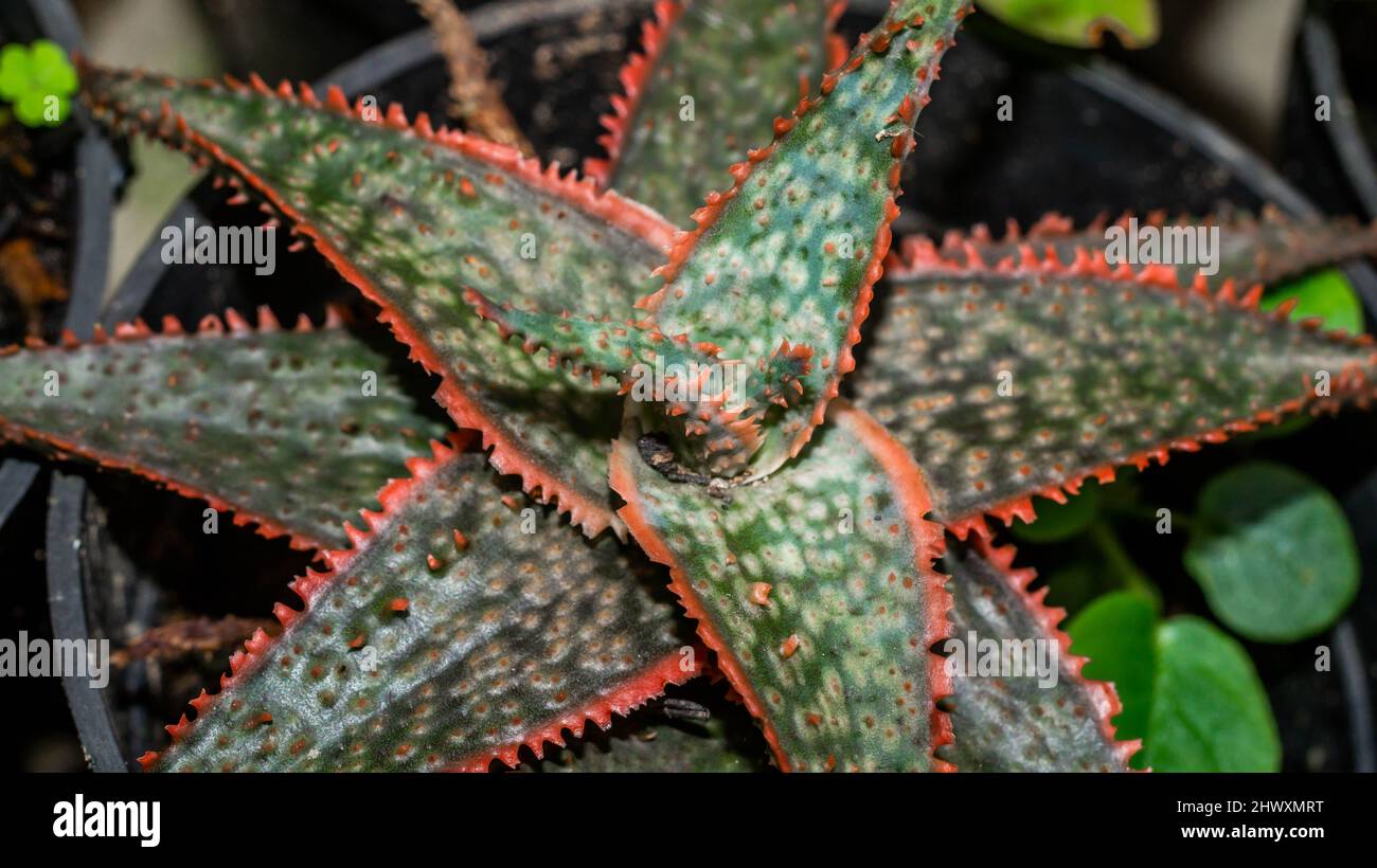 Aloe donnie in detail with red serrated leaves. Beautiful color of ...