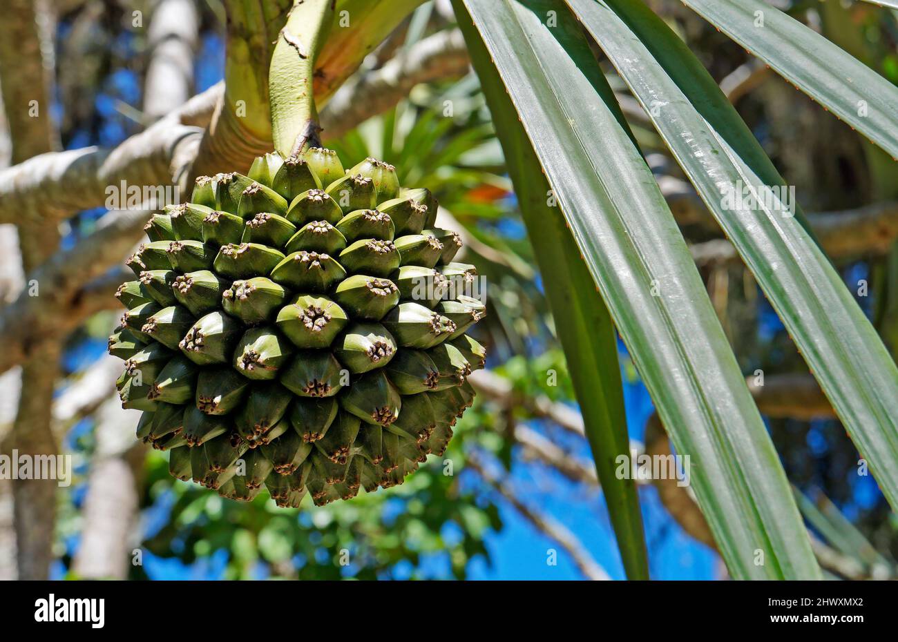 Common screwpine fruit (Pandanus utilis Stock Photo - Alamy