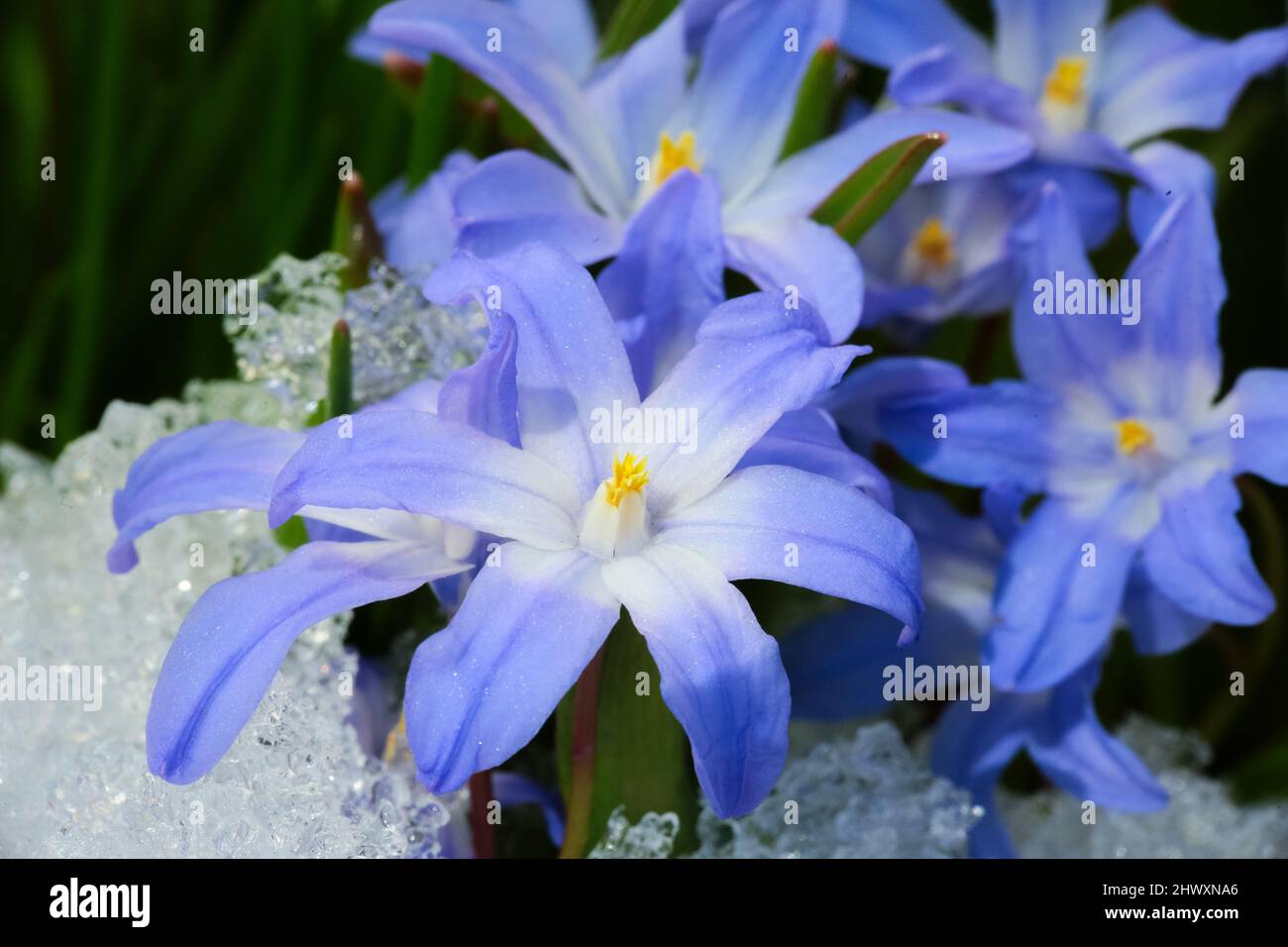 Blue flower Chionodoxa ( also known as glory-of-the-snow) covered with ...