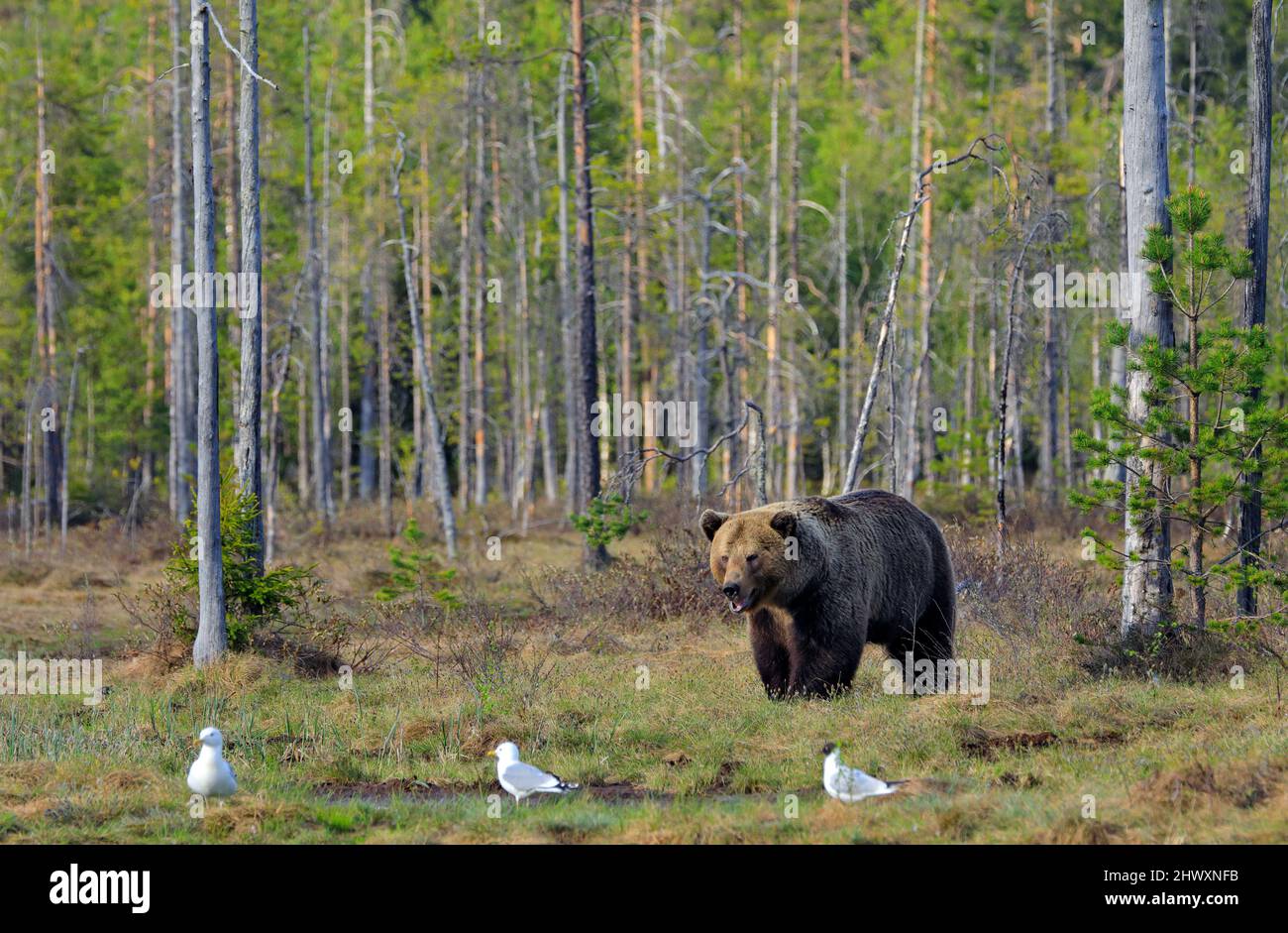 Bear hidden in yellow forest. Autumn trees with bear. Beautiful brown ...