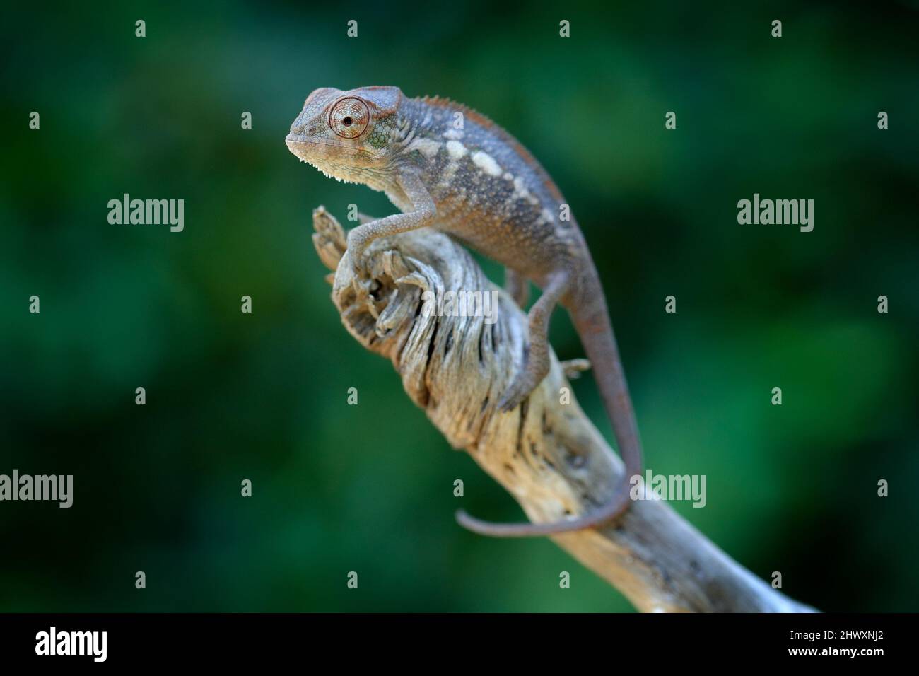 sitting on the branch in forest habitat. Exotic beautiful endemic green ...