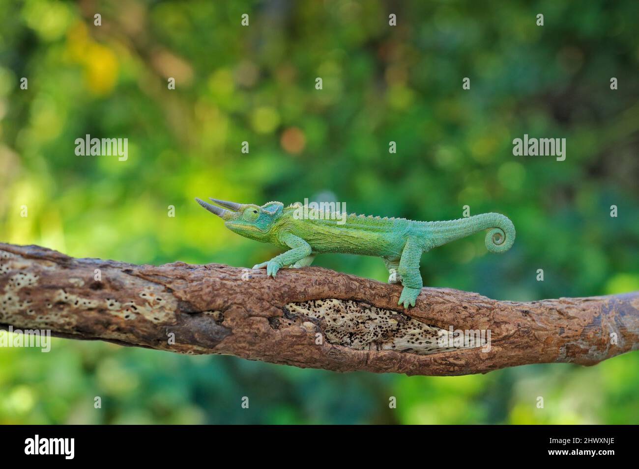 Jackson's Chameleon, Trioceros jacksonii, sitting on the branch in ...